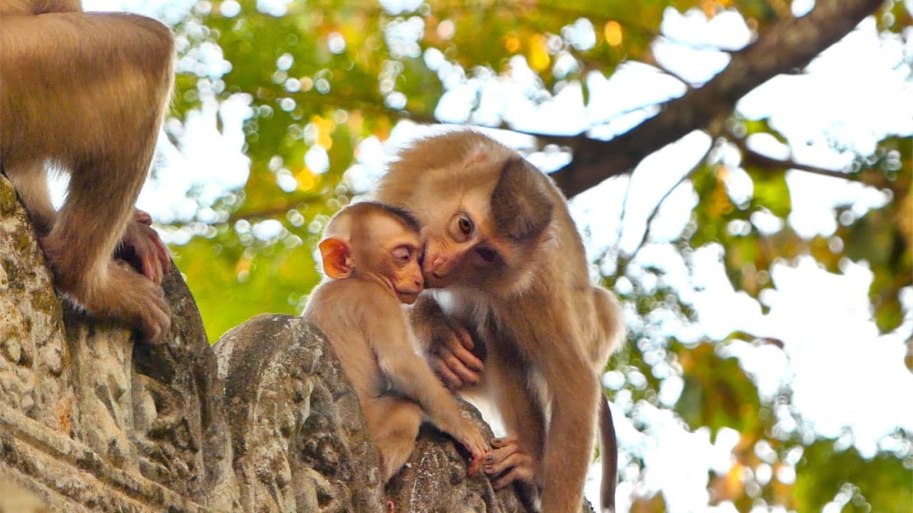 Good heart...this big monkey tell baby monkey MARK your mom will come ...