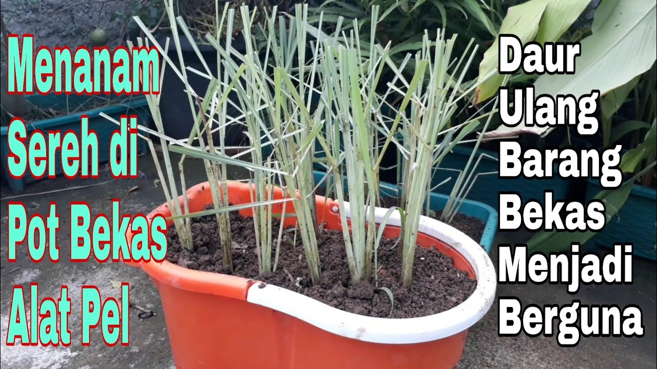 Menanam Sereh di Pot Bekas Daur Ulang - YouTube