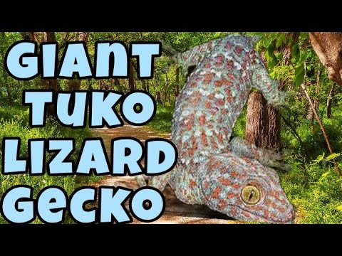 Rear GIANT TUKO l One of a KIND WITH 7 STRIPE ON TAIL - YouTube