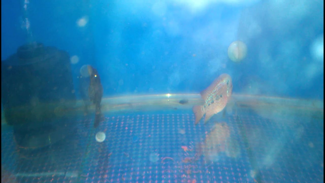 Cuong phan - YouTube