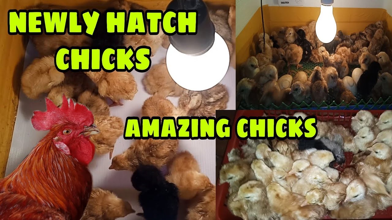 NEWLY HATCH CHICKS RIR, HUBBARD CROSS NATIVE CHICKENS | AMAZING CHICKS ...