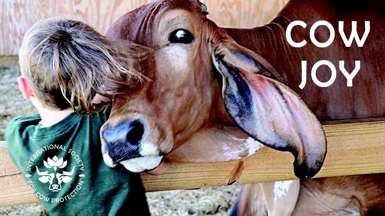 Cow Joy - YouTube