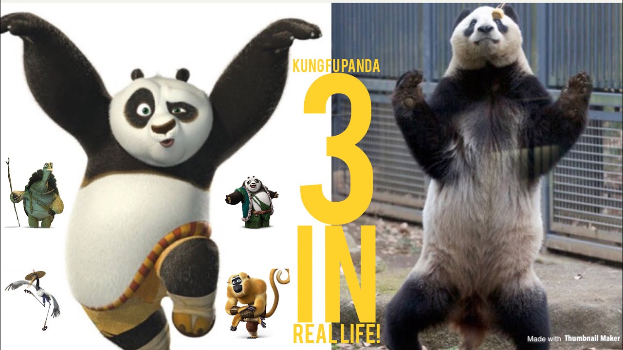 Kung fu panda 3 characters in real life! - YouTube