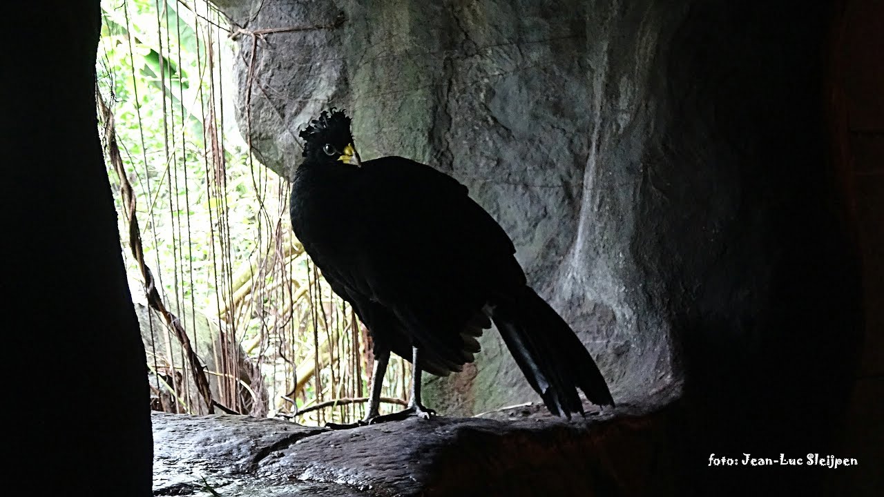 The hoko is a primeval bird and is in Burgers' Zoo - YouTube