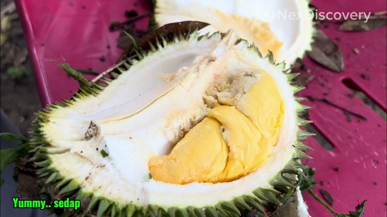 Makan durian @ Dusun durian musang king (eating Durian at Durian ...