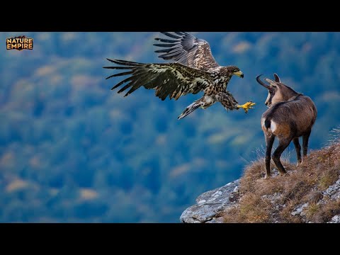 GÖĞÜN YIRTICILARI | Gökyüzüne Hükmeden En Ölümcül Kuşlar – Hayvan Belgeseli