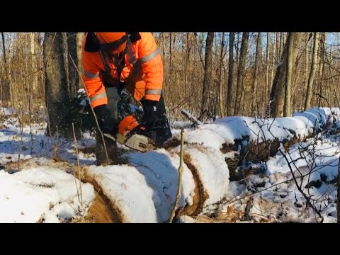 Cutting/bucking 35’ ash tree/log that took out power pole into 16 ...