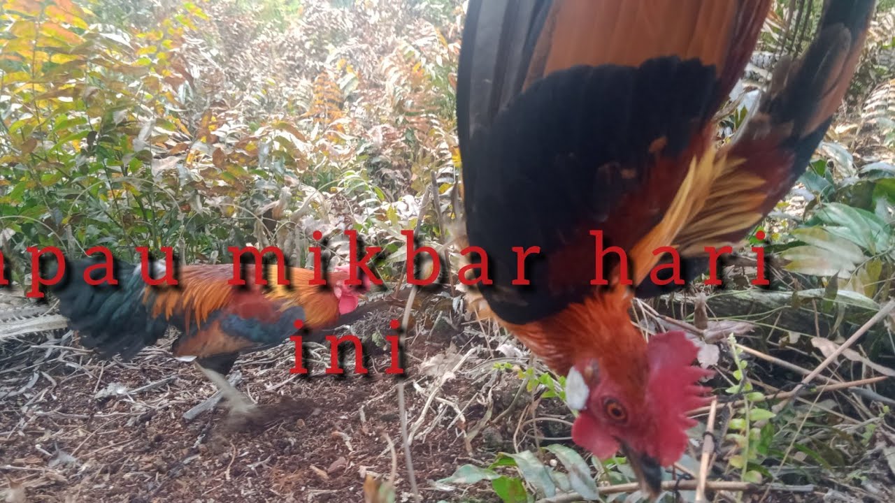 Matapmikat di semak pakis dua menit jos - YouTube