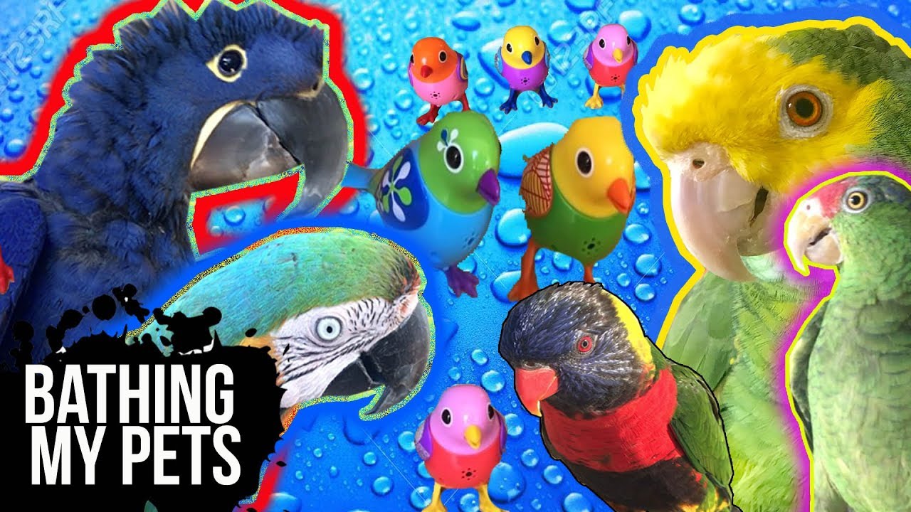Bathing My Pets! SHOWERING ALL MY 6 PARROTS! *how to shower parrots ...