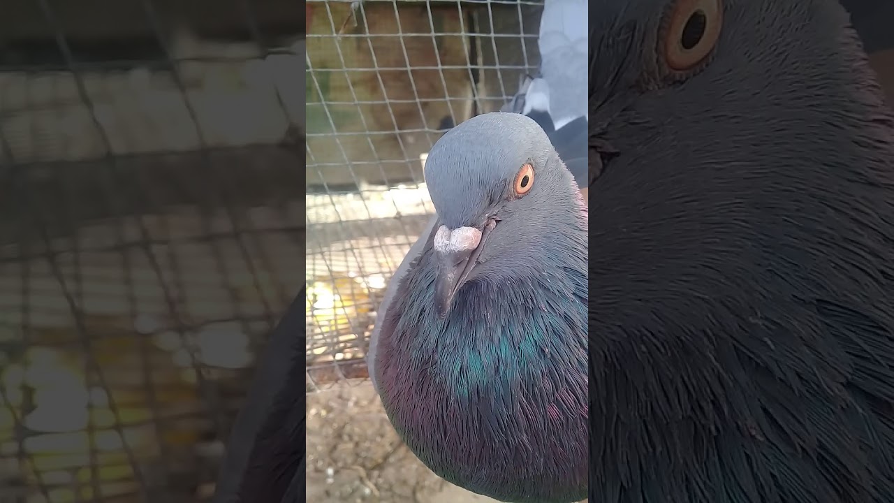 # kalapati#pigeons#kalapatipsloft binilad kuh sa init yung alaga kung ...