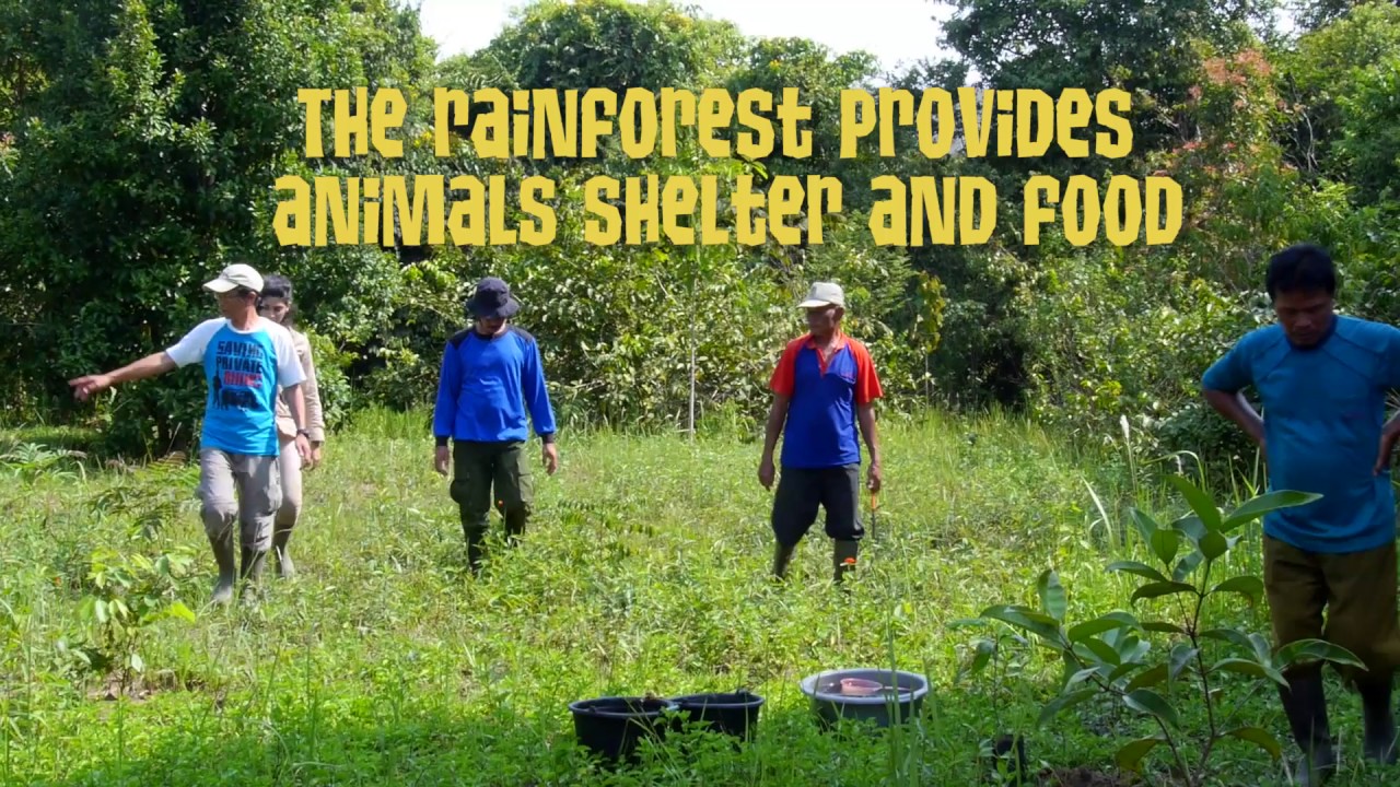 Learn What My Charity is Doing to Save the Sumatran Rainforest! - YouTube