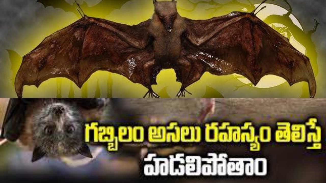 True facts about tha Bat's l the real secrets l కటిక చీకట్లో కూడా ...