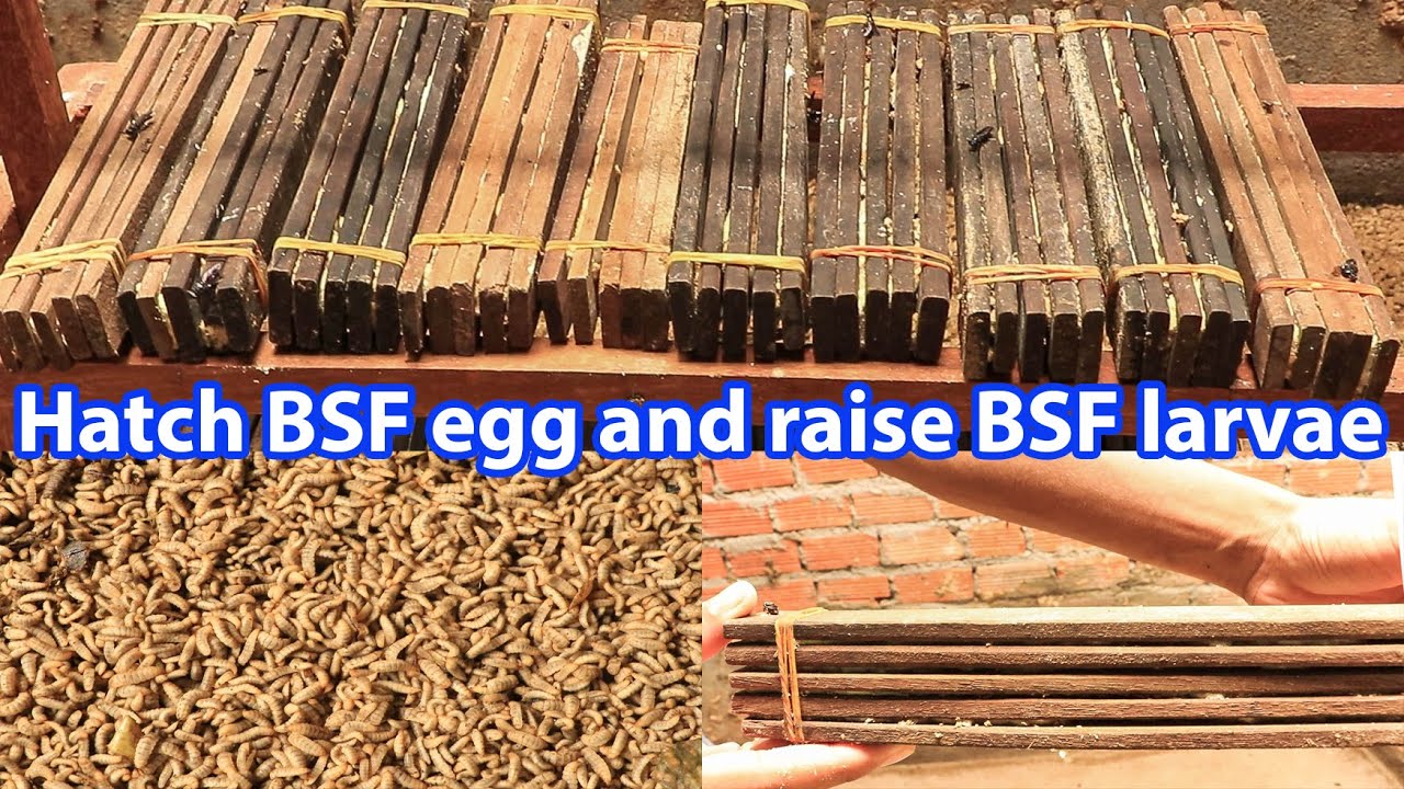 How to hatch BSF egg and raise small BSF larvae - YouTube
