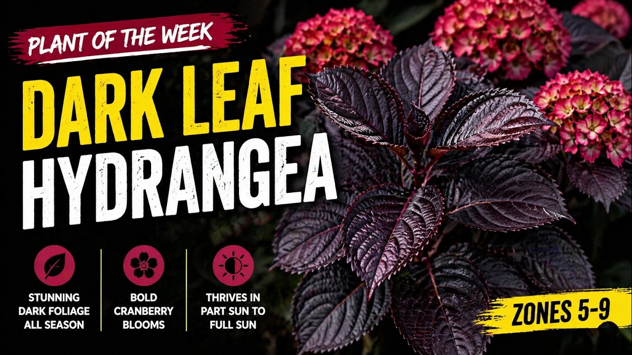 Eclipse® Bigleaf Hydrangea | FIRST EDITIONS | Hydrangea macrophylla ...