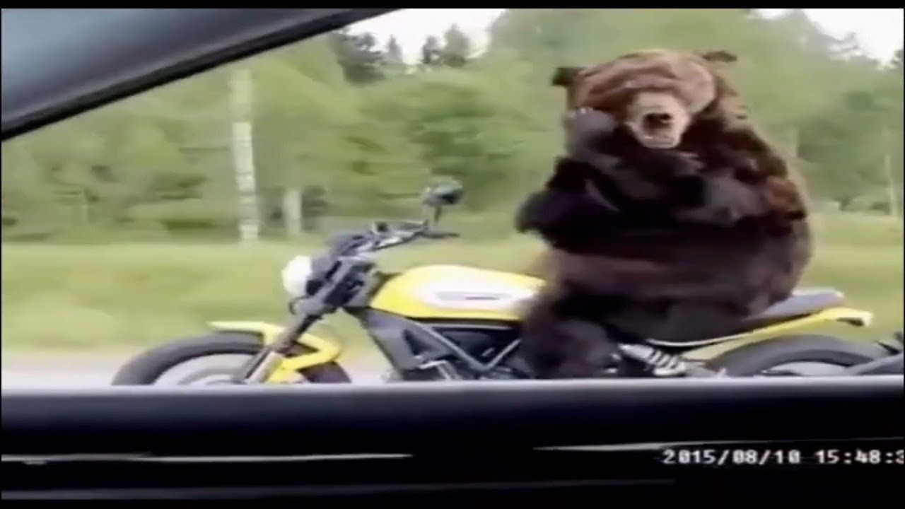 Top 5 Bear - YouTube