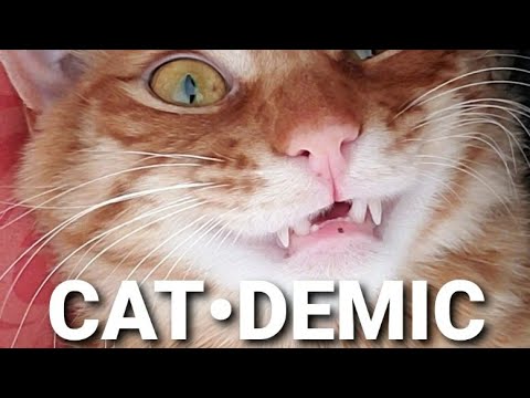 CAT•DEMIC | Serie Completa - YouTube