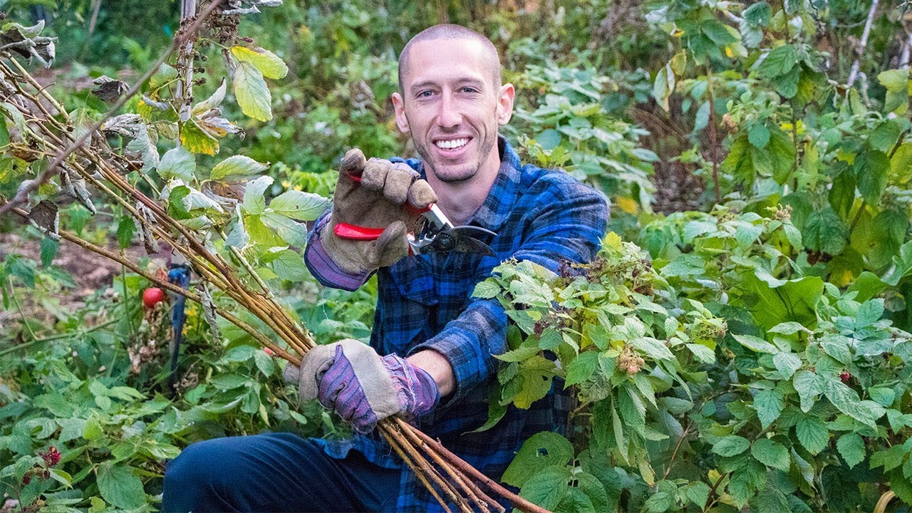 How To Prune Raspberries, Permaculture Gardening - YouTube