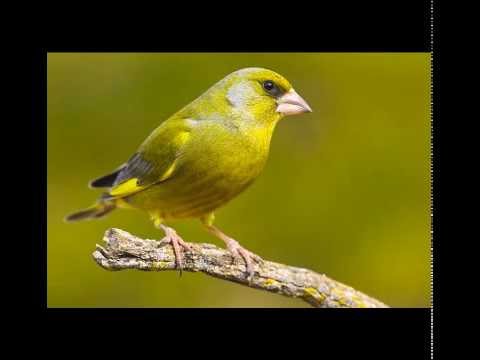 Nuevo canto de verderon