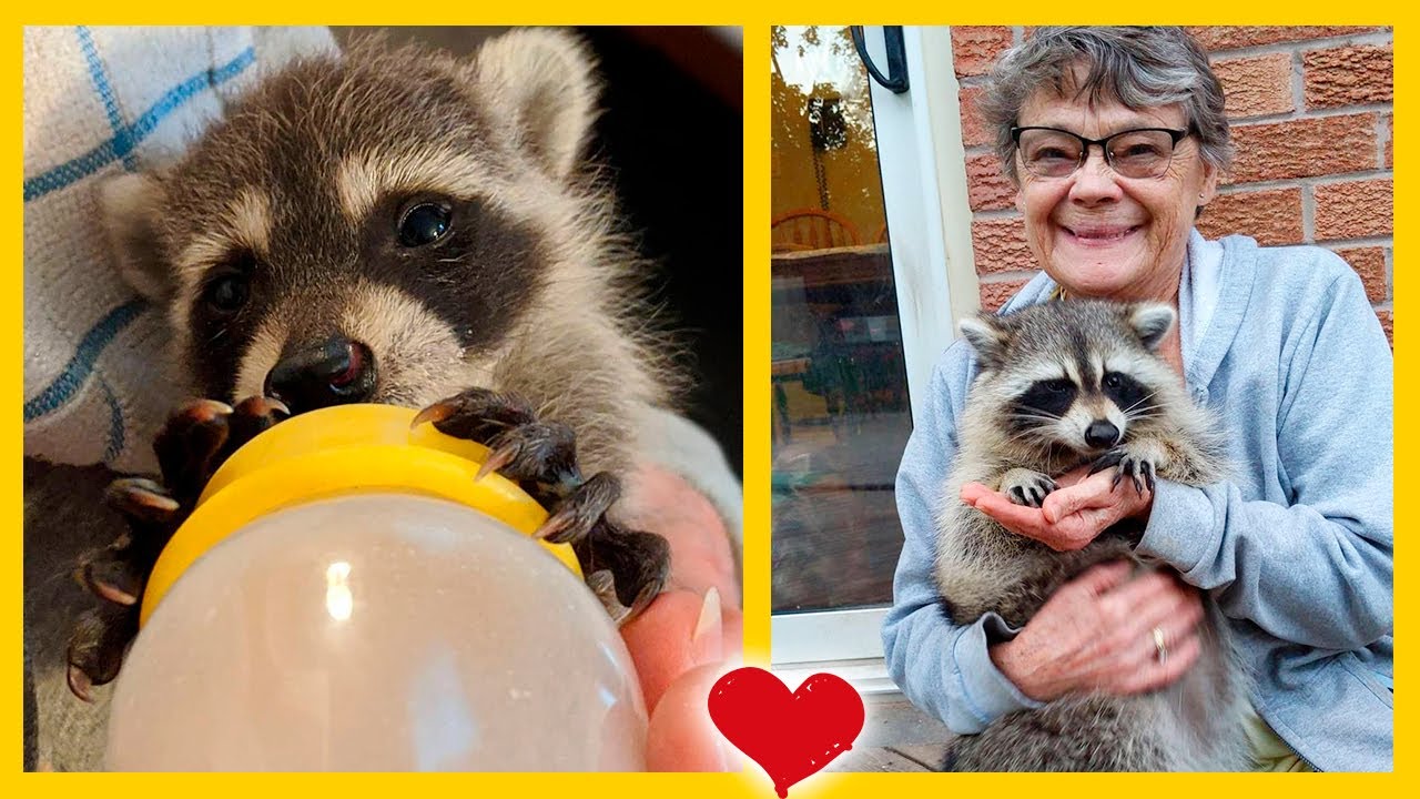 Mapache aún regresa para visitar a la mujer que lo salvó 🦝 - YouTube