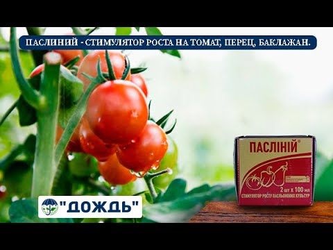 Паслиний - стимулятор роста на томат, перец, баклажан. - YouTube