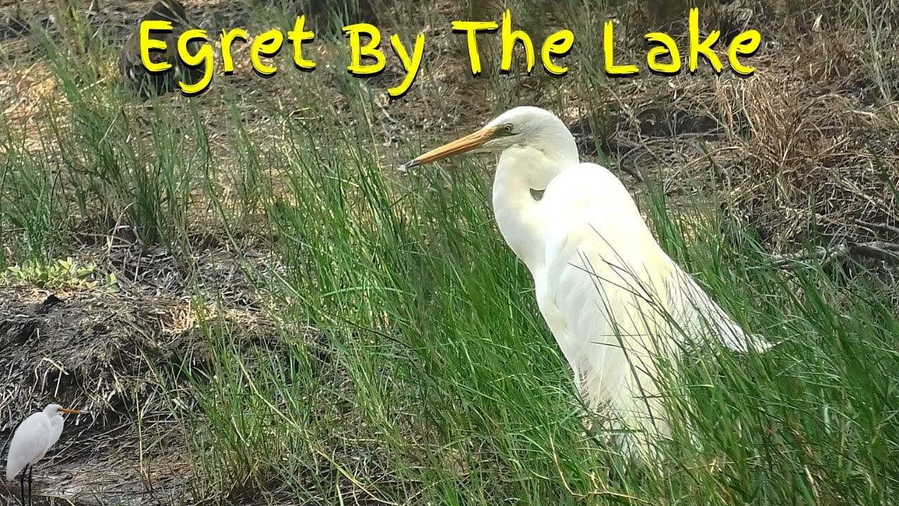 Eastern Great Egret by The Lake - 4K - Binaural 360° Nature Sounds ...