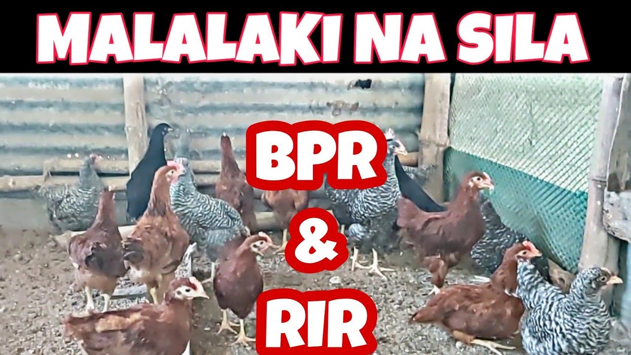 2 months old Rir and Bpr Chicken || Malalaki na sila 😃 - YouTube