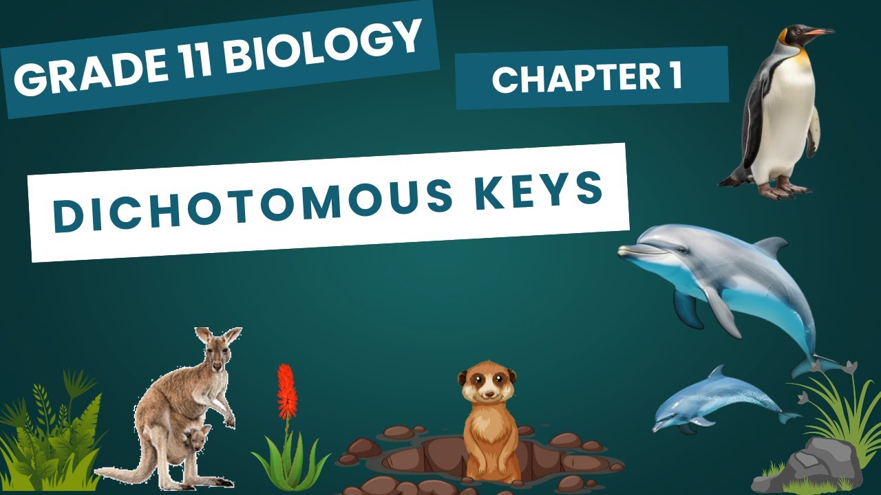 Grade 11Biology: Chapter 1 - Dichotomous Keys - YouTube