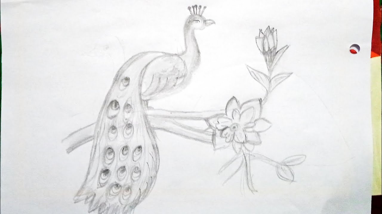 how to draw peacock pencil drawing with Shading #art#design#youtube # ...
