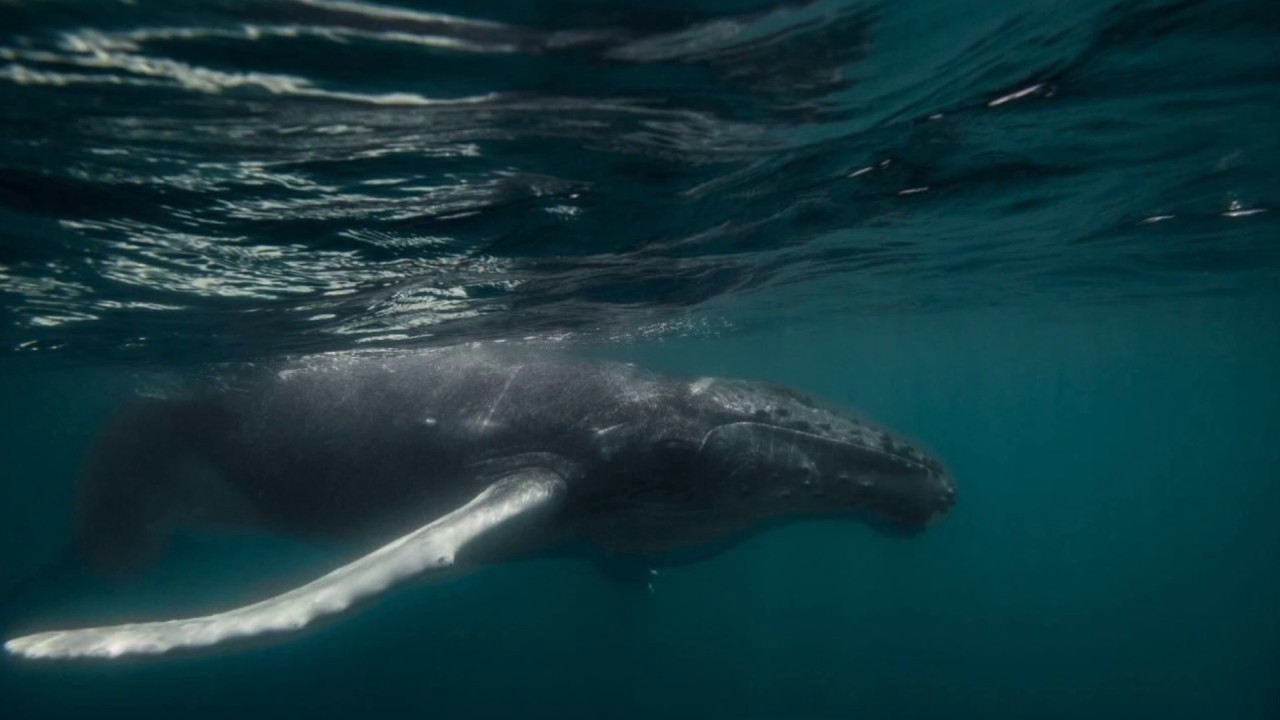 Whale Song - YouTube