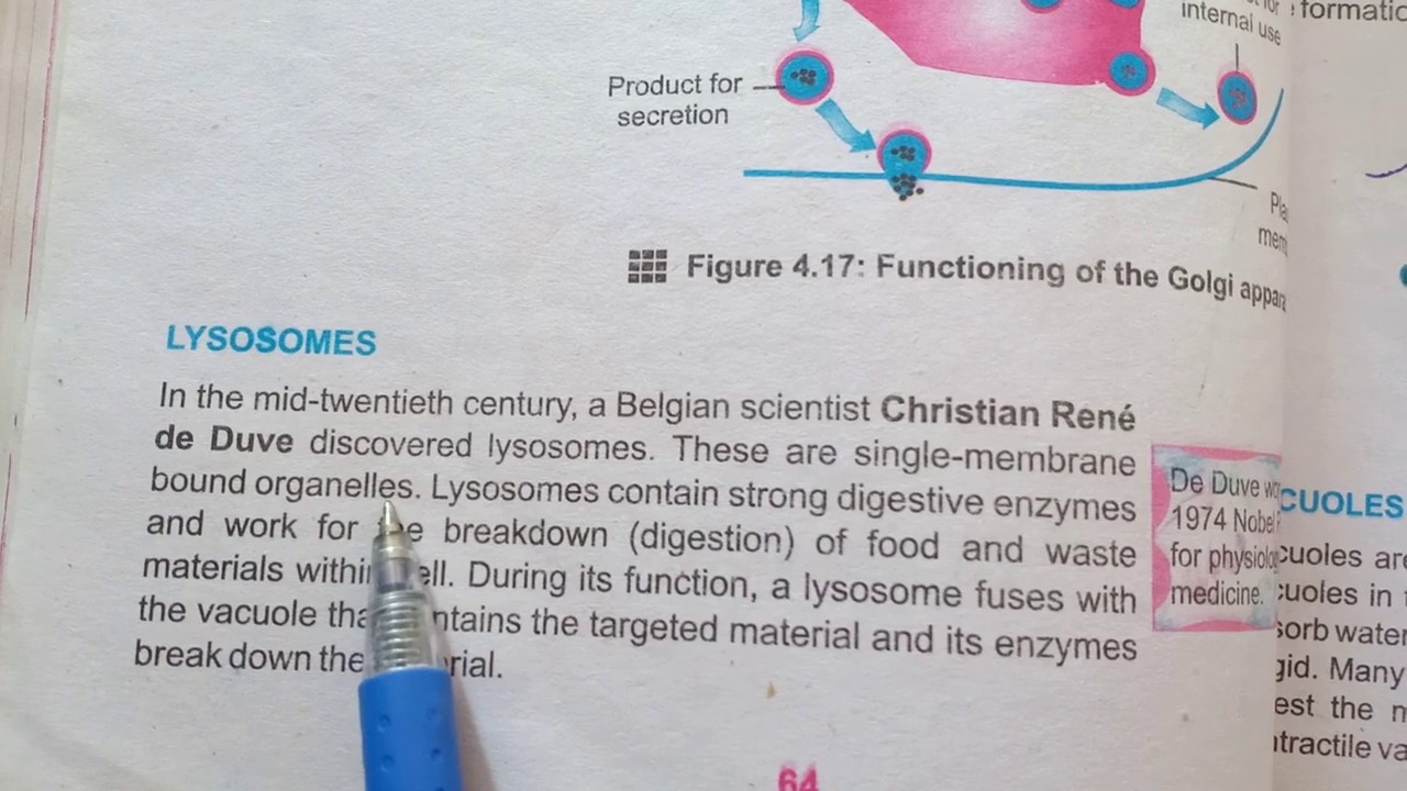 Class 9th Biology Chapter 4 Lysosomes YouTube class-9th-biology-chapter-4-lysosomes-youtube