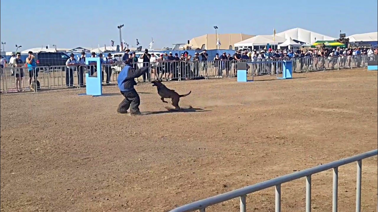 Military Air Force Dog Show - Australian International Air Show 2019 ...