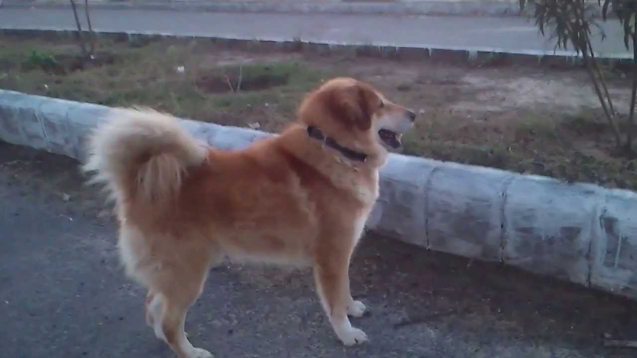 Himalayan Sheepdog - Alchetron, The Free Social Encyclopedia