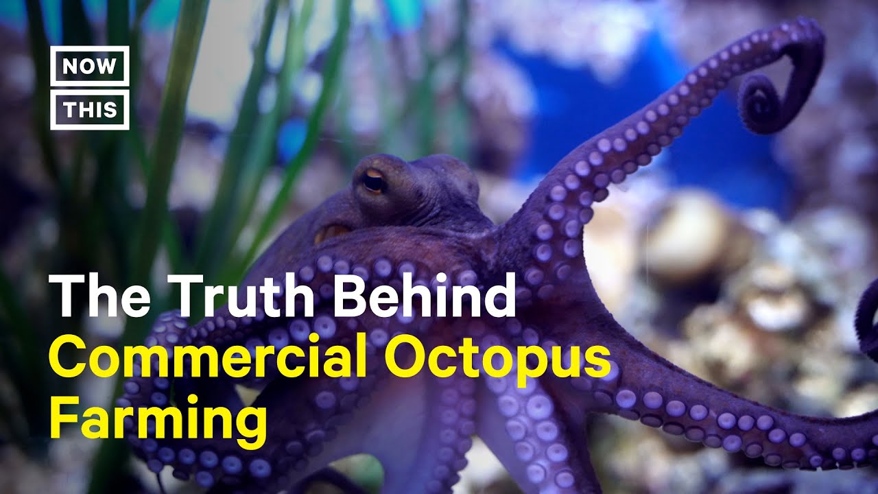 The Truth Behind Commercial Octopus Farming - YouTube