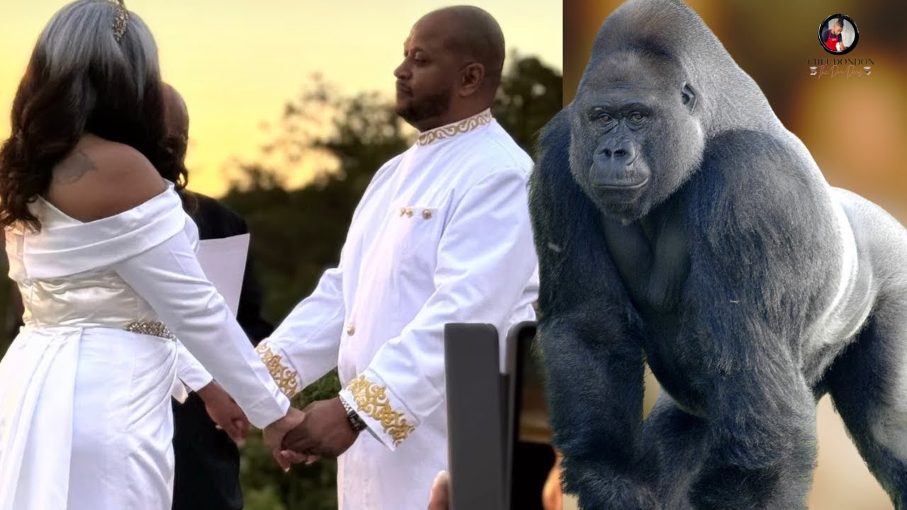 I HEARD A SILVERBACK THAT GOT MARRIED AT 5:30AM IN THE WOODS HAD ...