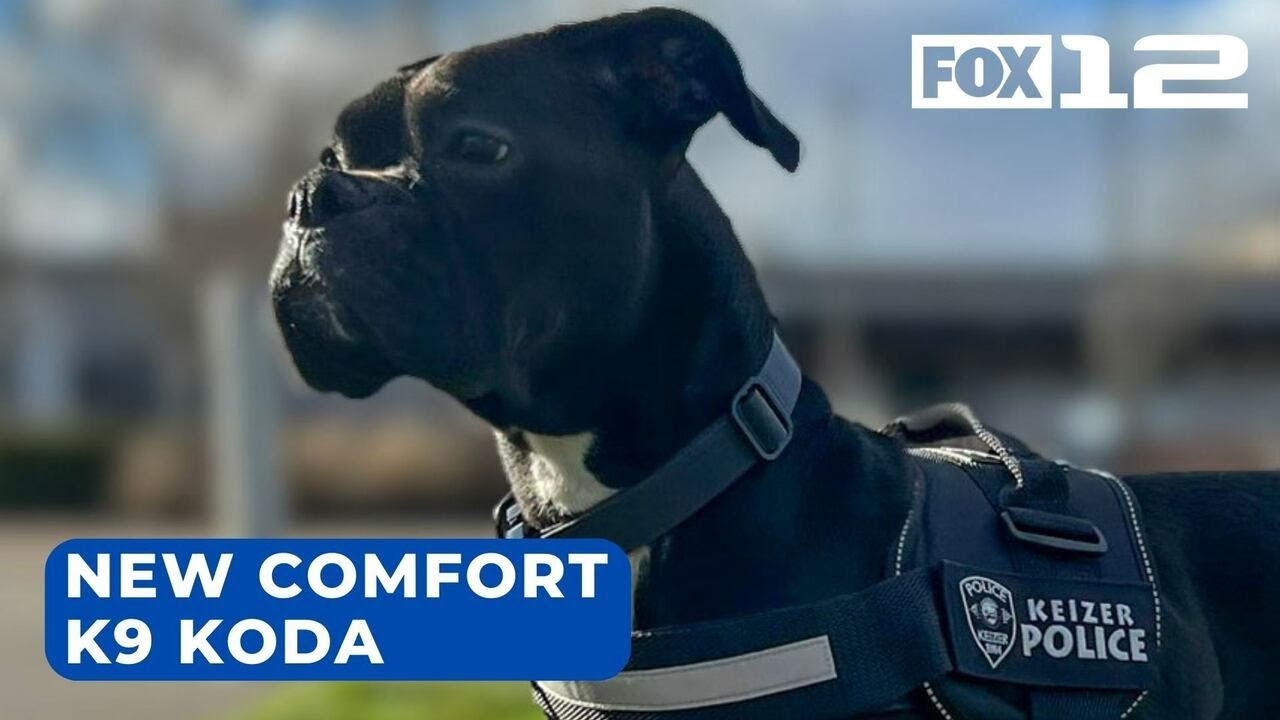 Keizer Police Dept. introduces comfort K9 Koda - YouTube