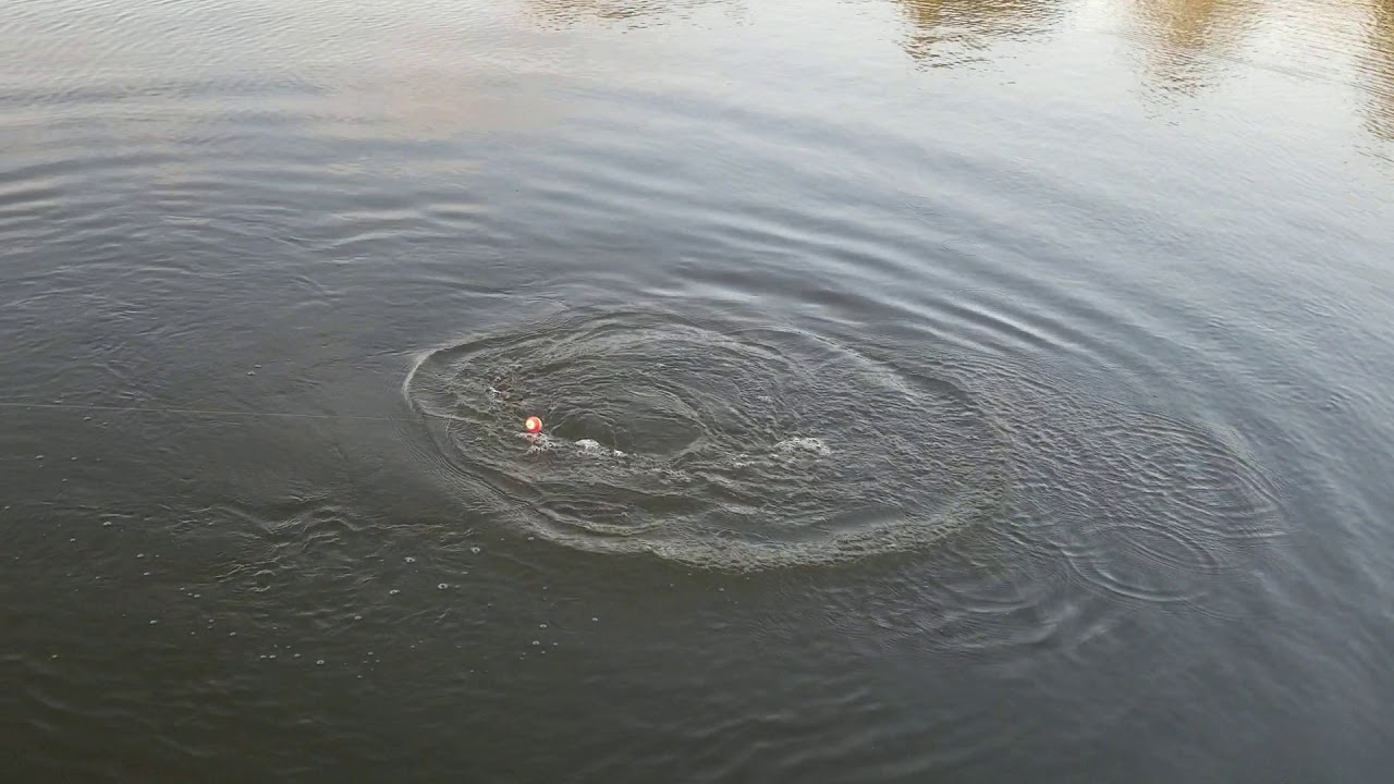 Lake Glenview - Carptastic - YouTube