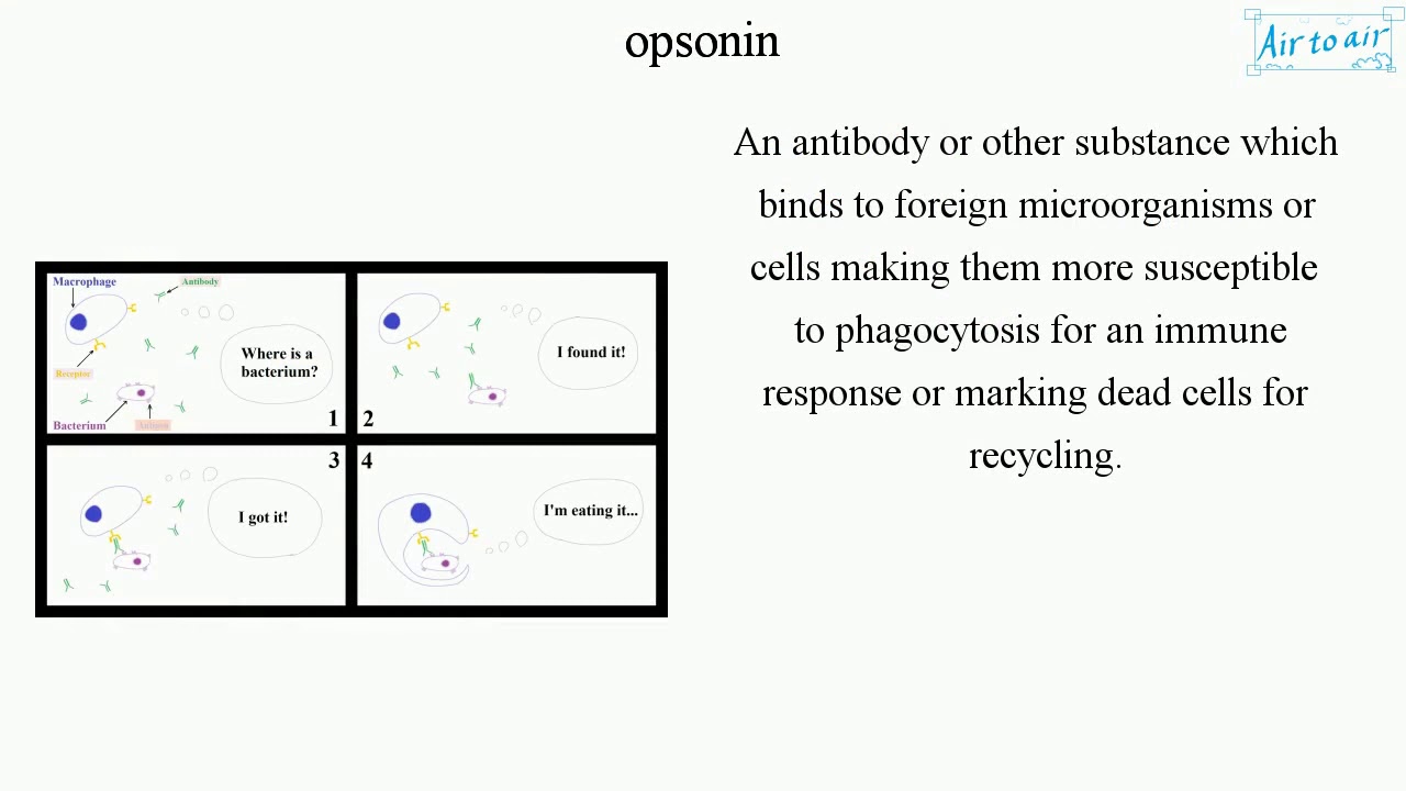 opsonin (English) - Medical terminology for medical students - - YouTube