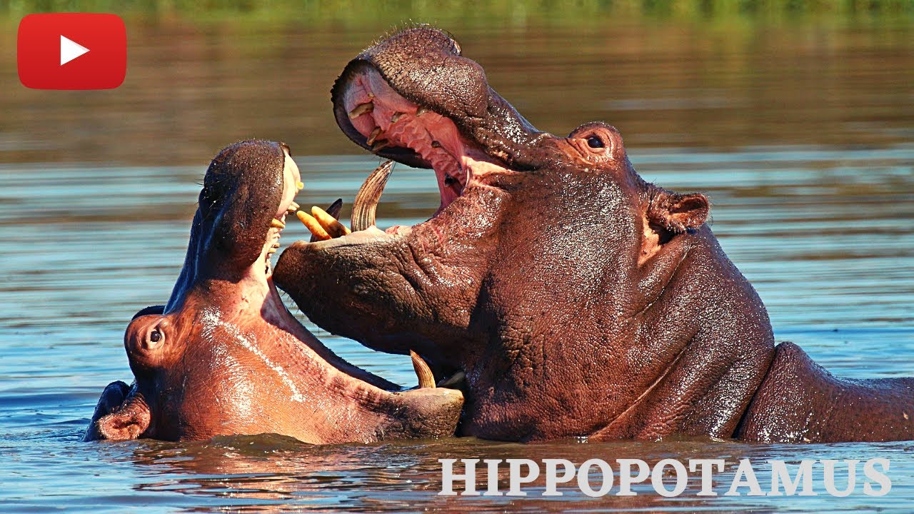 Hippo Family Eating Fruits And Swimming | Spy In The Wild - YouTube