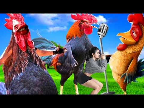 CHICKEN SONG PART 13 - FUNNY CHICKEN SONG AND DANCING | FUNNY CHICKEN ...