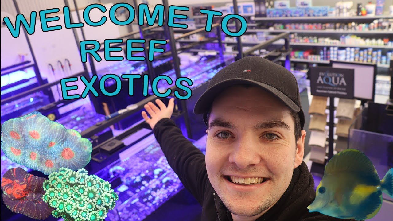 Welcome to REEF EXOTICS - YouTube