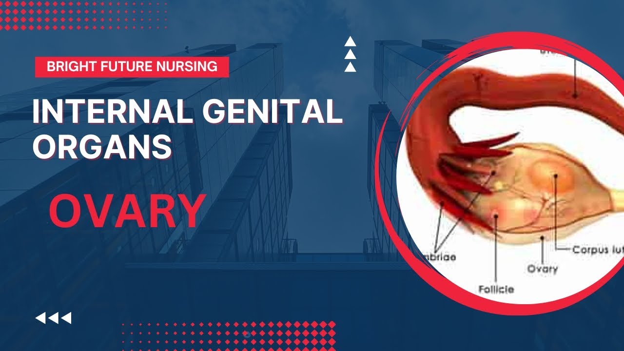Anatomy and Physiology of Ovary - YouTube