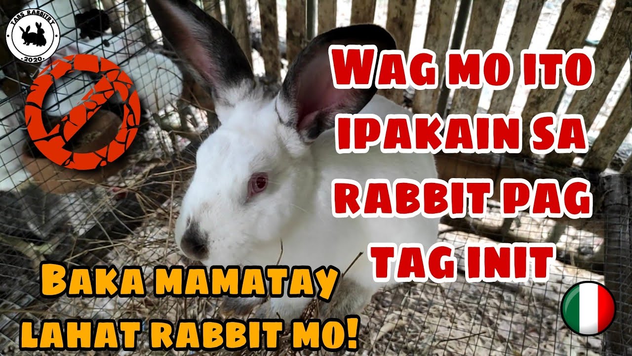 PAGKAIN NG RABBIT SA TAG INIT | Mga bawal ipakain sa rabbit sa panahon ...
