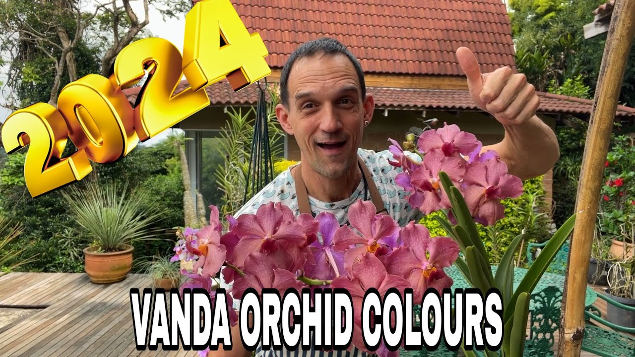 Goodbye 2023 Orchid Fireworks - YouTube