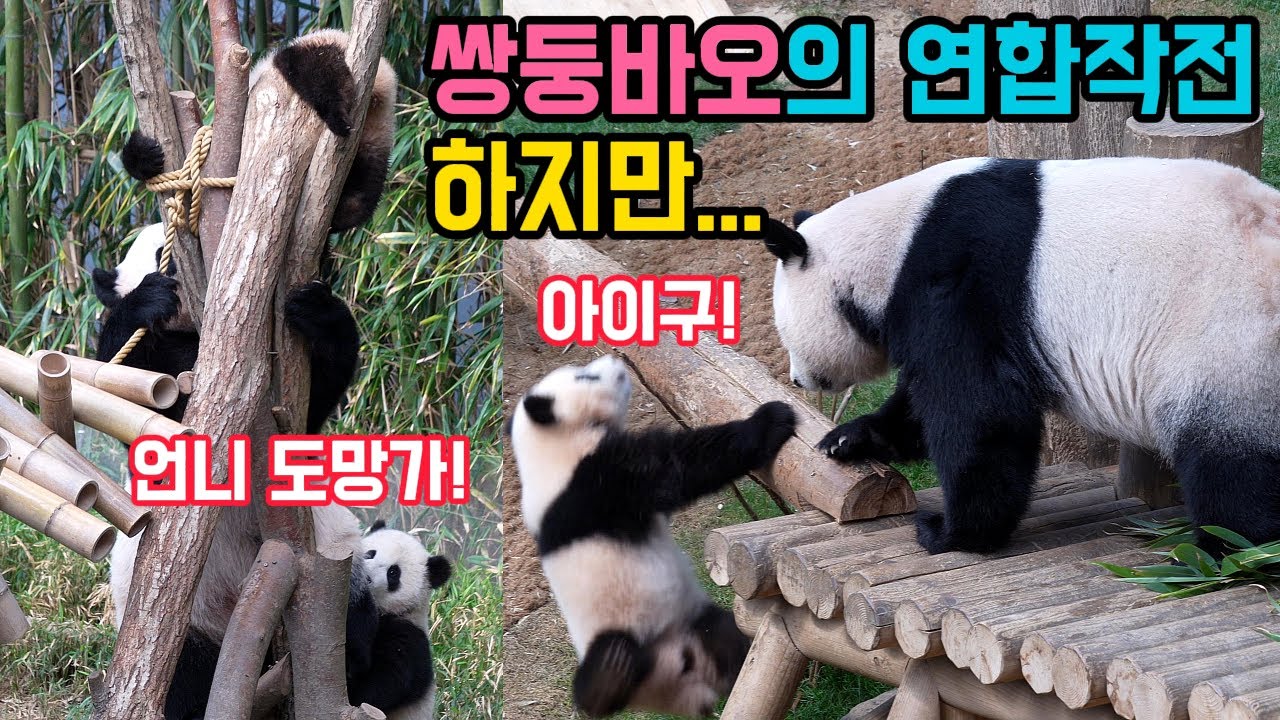 쌍둥바오의 연합작전 루이바오 후이바오가 드디어 힘을 합쳤어요🐼하지만엄마 아이바오는 너무 막강 했어요😱쿠키영상 사막여우 넘 귀여워요푸바오러바오아이바오루이바오