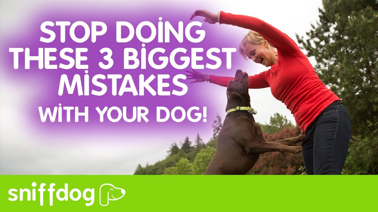 The 3 Biggest Mistakes You Make With Your Dog - YouTube