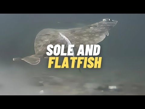 Charlie White's Fishing Machine - Sole and Flatfish - YouTube