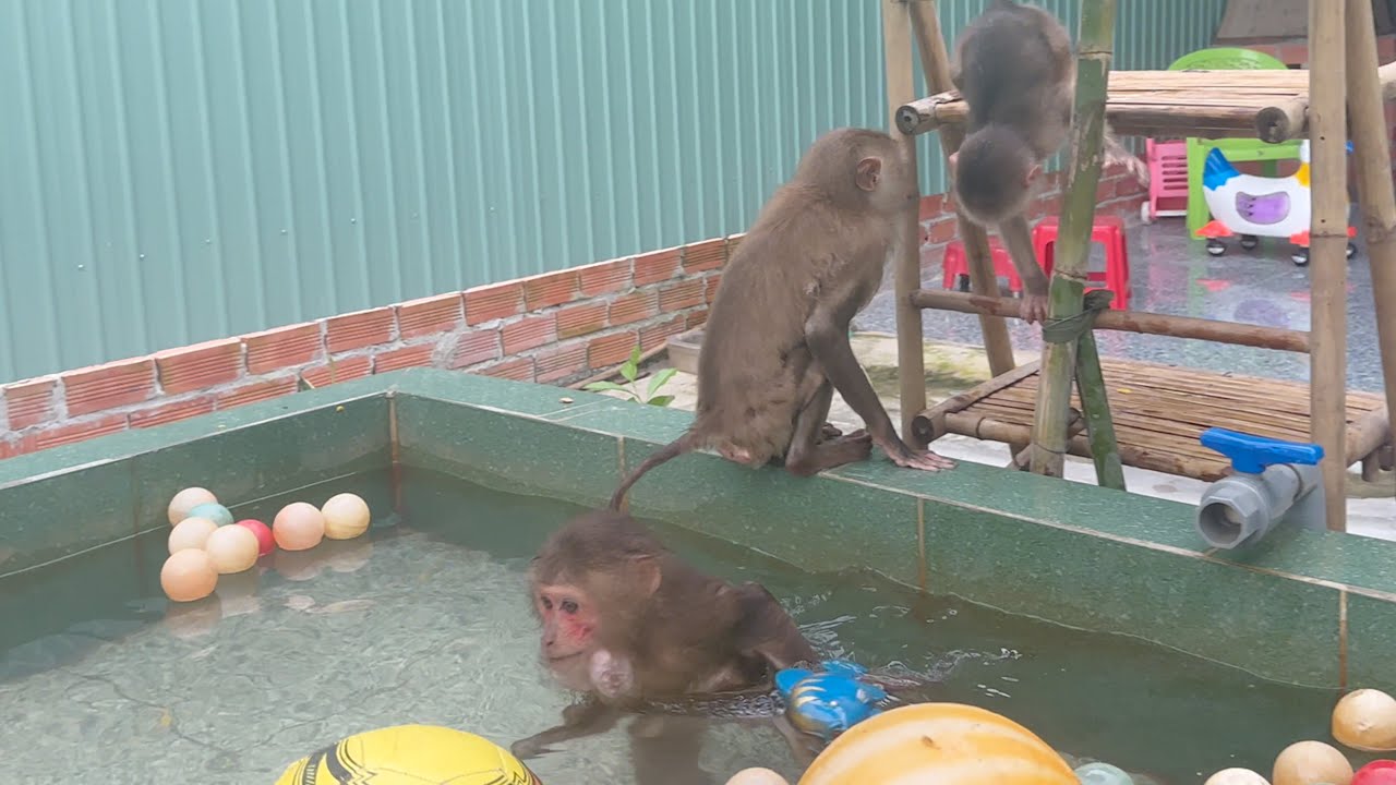 Monkey baby is happy to cool off in the swimming pool - YouTube