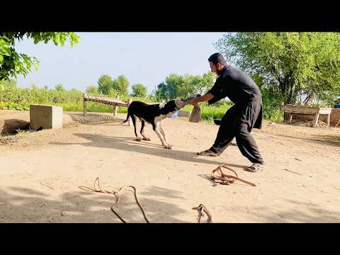 Jogi ready for fight ||Dog lovers || MNA - YouTube