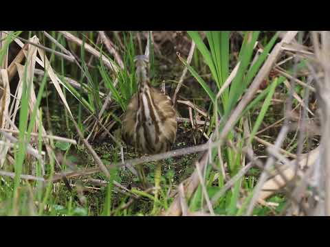 American Bittern 
