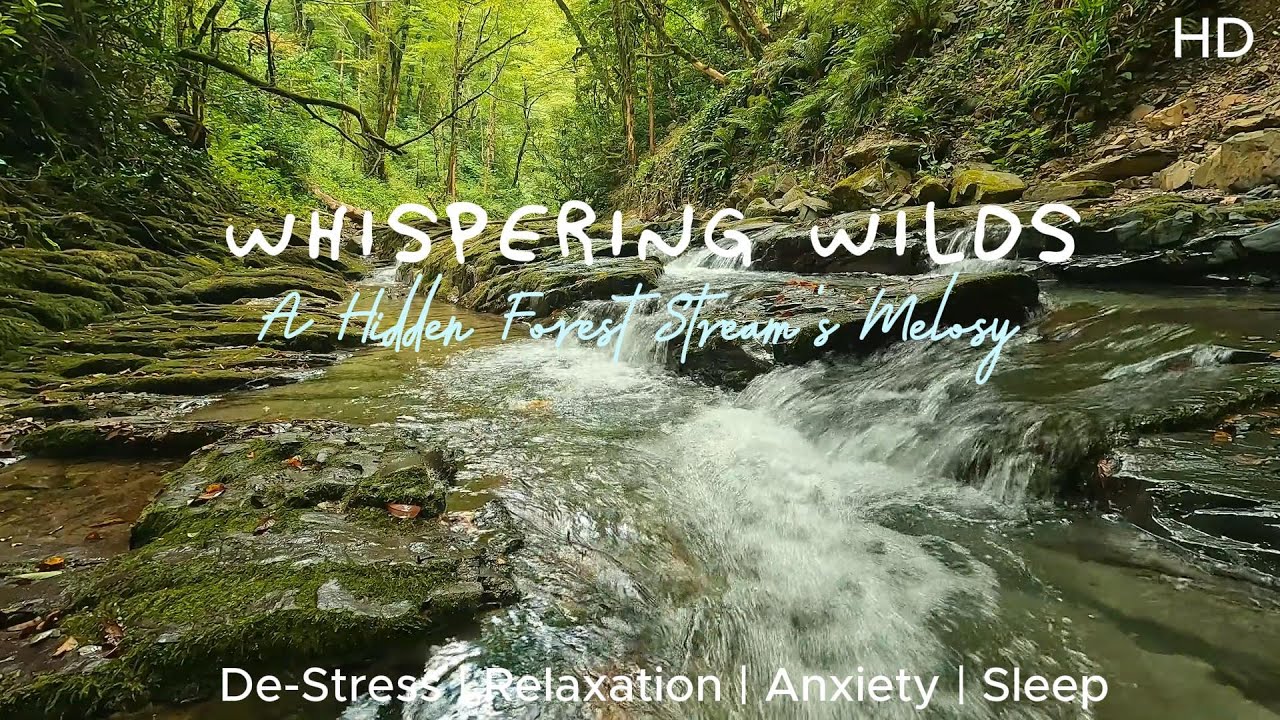 Whispering Wilds | Tranquil Forest Stream | 2 Hour White Noise | Sleep ...
